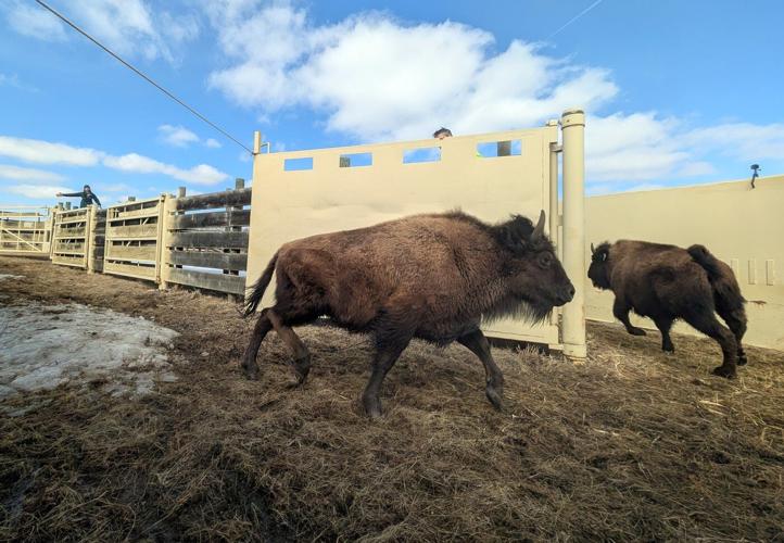 Oh, give me a home: Alberta-raised wood bison calves safely relocated ...