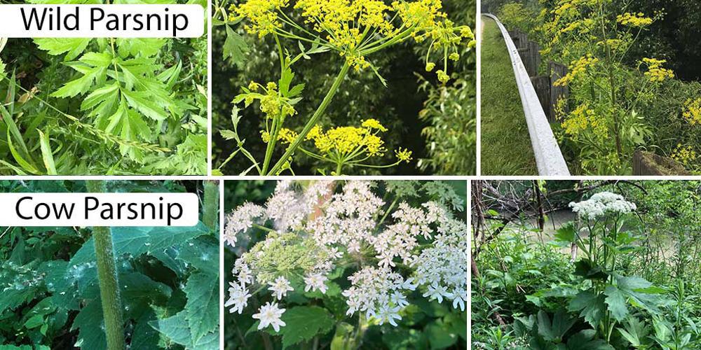 Wild parsnip in Ontario: Identification and burn warning