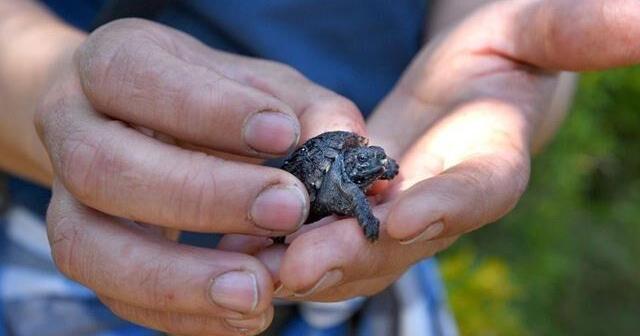 Hamilton's snapping turtle hatchlings get first taste of freedom - and fear