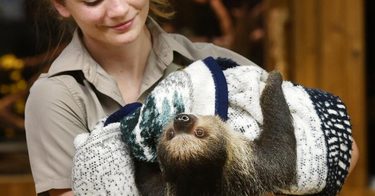 Say hello to baby Olive the sloth, a new resident of Little Ray’s