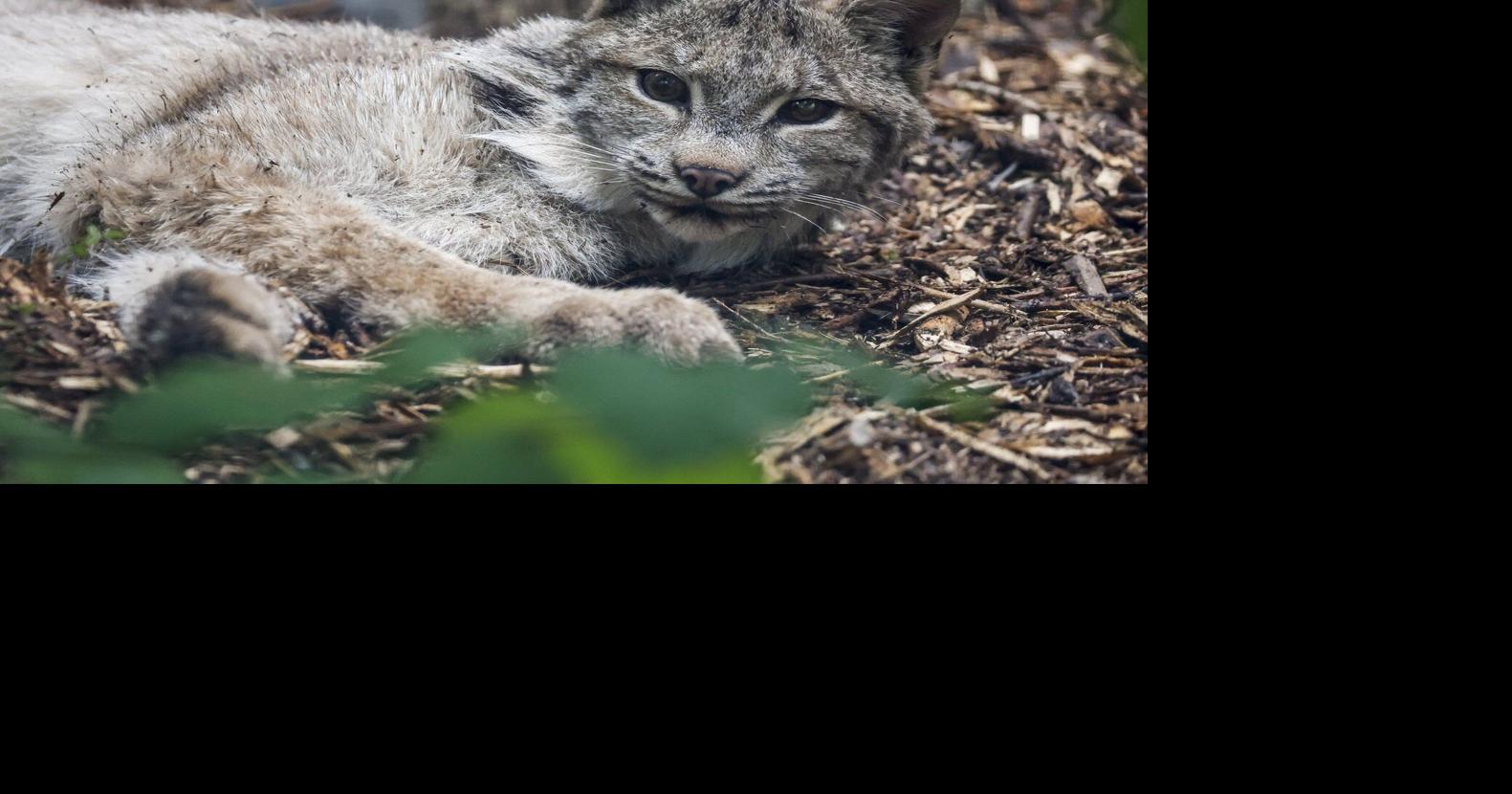 Wab and Lumi: Manitoba premier welcomes rescued, injured lynx to new ...