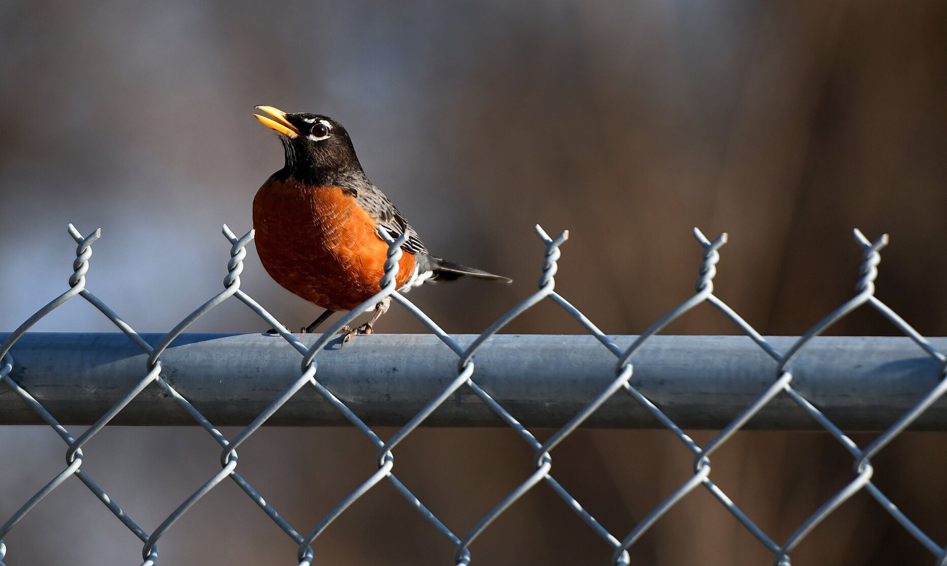 Hamilton March break ideas for kids