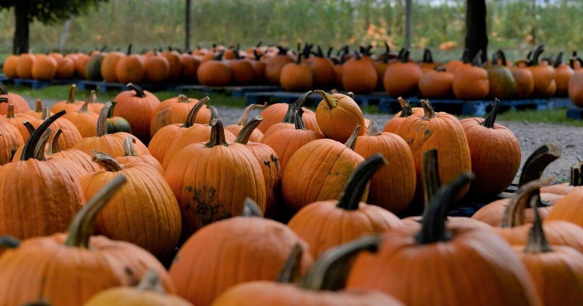 Pumpkin season in full swing in Norfolk County
