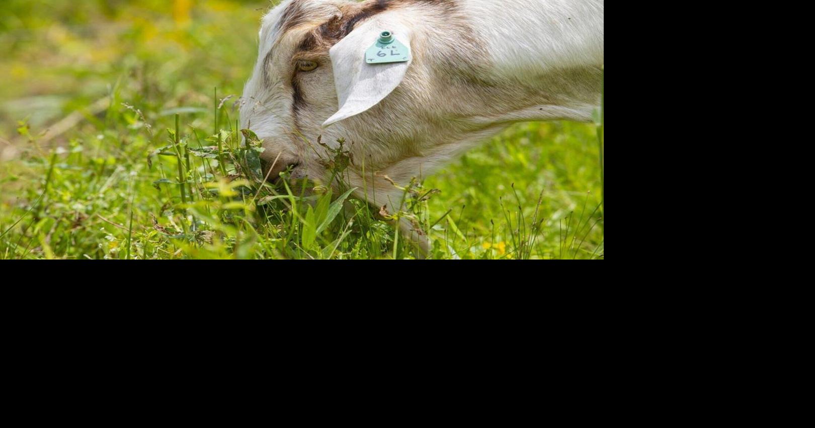 Return of the goats: Green Grazers back for another chomp at Gonder’s ...