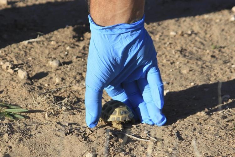 Biologists in slow and steady race to help North America's largest and ...