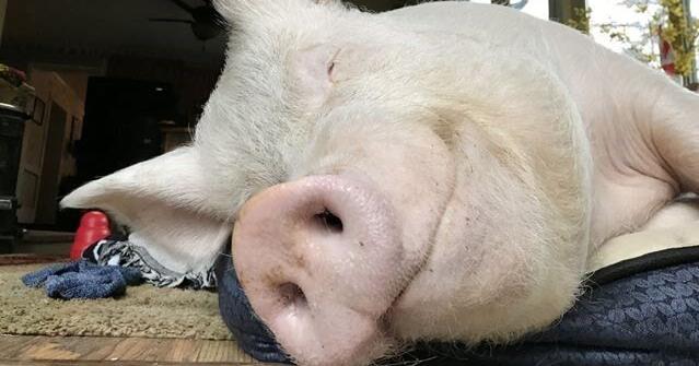 Sick 650-pound 'wonder pig' requires an extra-large CT scanner