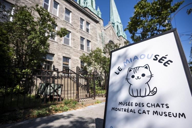 Montreal's Le Miaousée wants to become Canada's first permanent cat museum