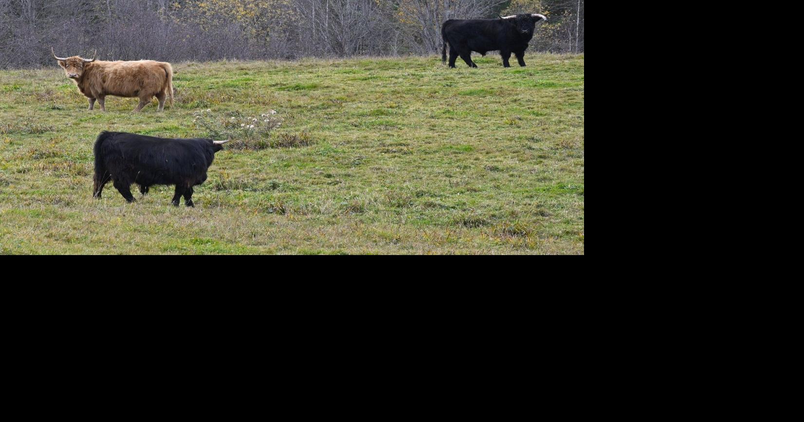 P.E.I. researchers look at how cow poop can strengthen soil, reduce ...