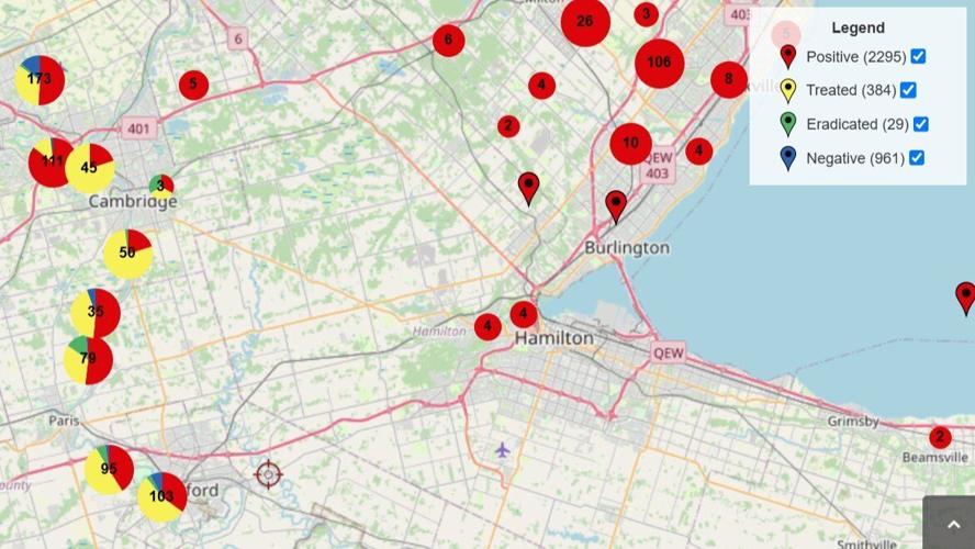 ‘Army’ needed to clear giant hogweed from Grand River shore