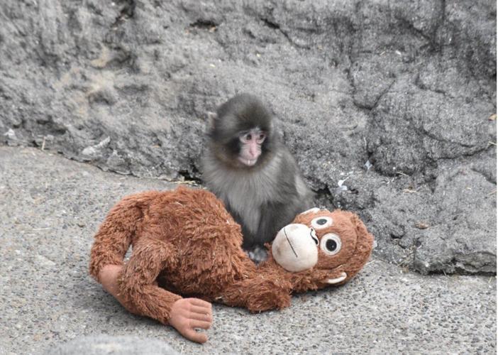 Monkey is lonely no more, $2K Juno contest and Rudy redeemed