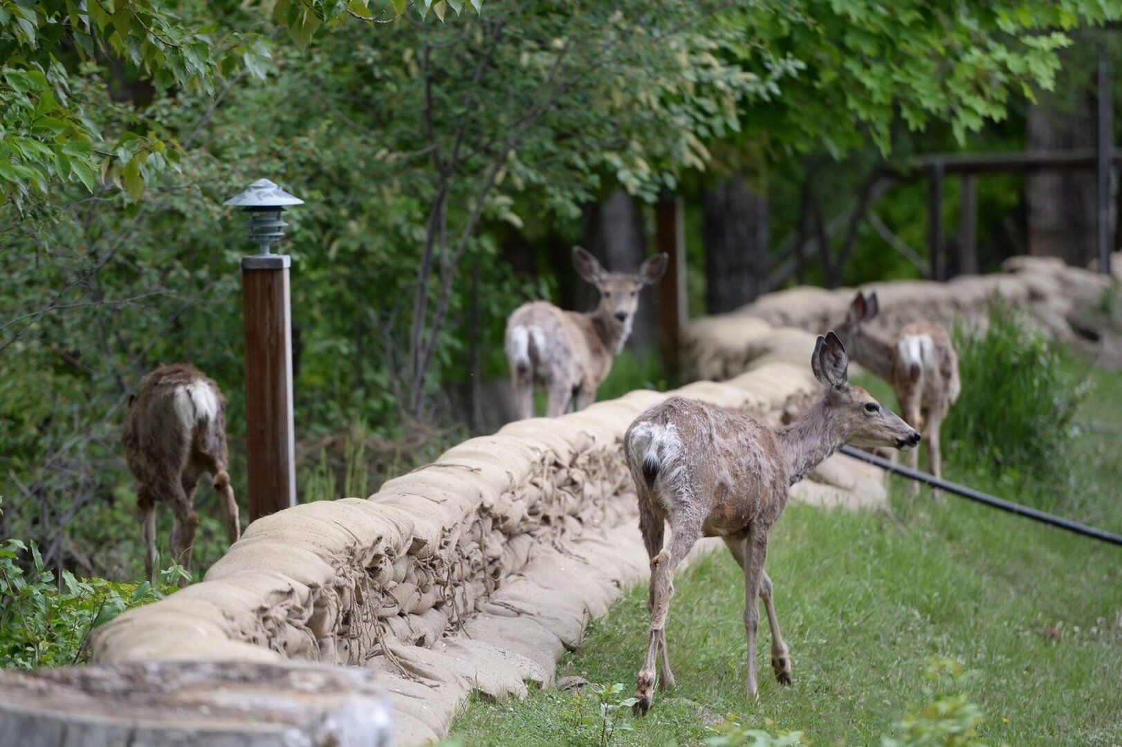 One new case of chronic wasting disease confirmed in deer in B.C.'s ...
