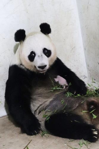 The first giant panda cub born in Indonesia squeals and squirms in park ...