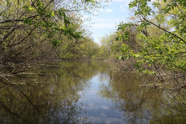 Residents hail city purchase of Stoney Creek turtle pond lot