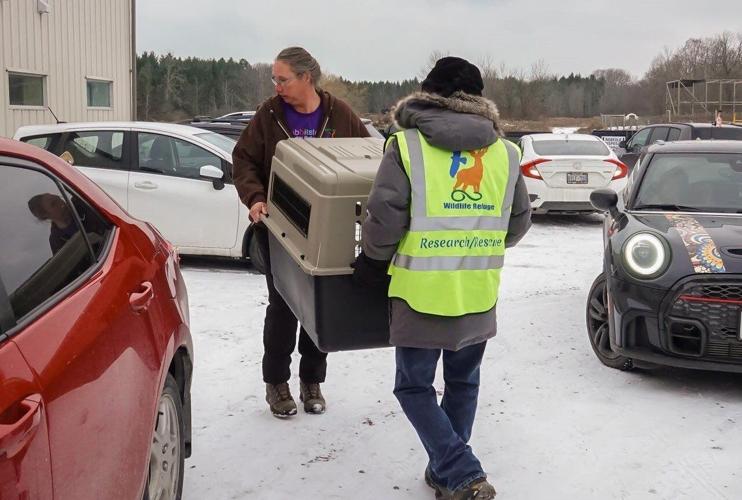 Nanticoke animal hospital gives injured wildlife a chance