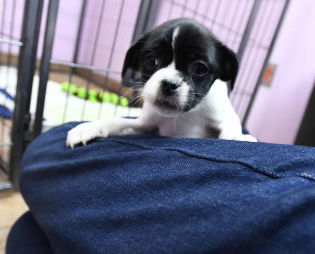 Stalemate with Hamilton puts SPCA expansion plans ‘on hold’