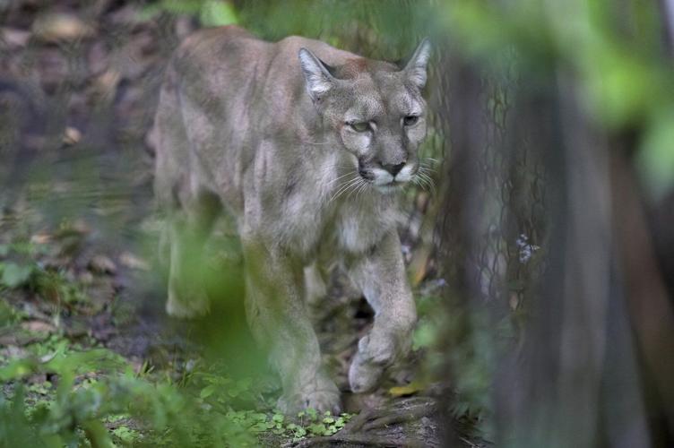 The endangered Florida panther faces the dual threats of urban sprawl ...