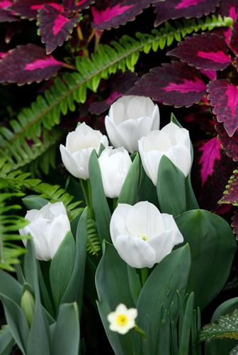 Spring has sprung at Gage Park