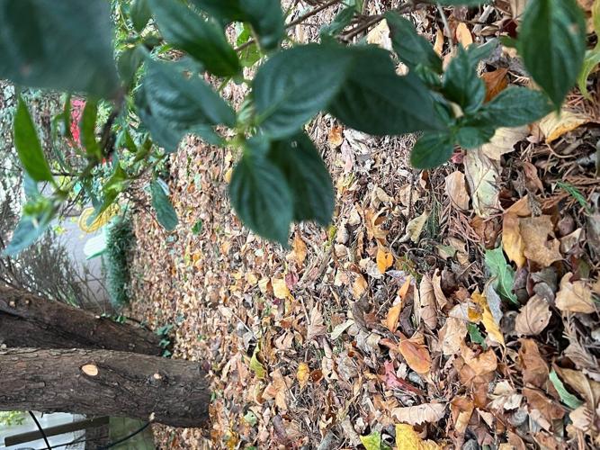 Transform fallen leaves into valuable leaf mold for your garden this fall