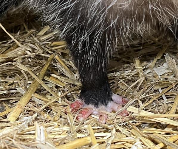 Surgery to save a swan is just another day at Hobbitstee