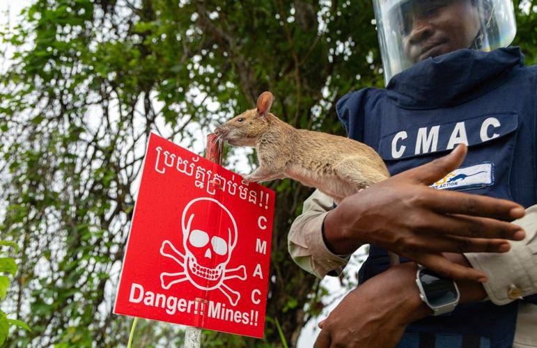 Photos of the giant rats leading land mine detection efforts in Cambodia