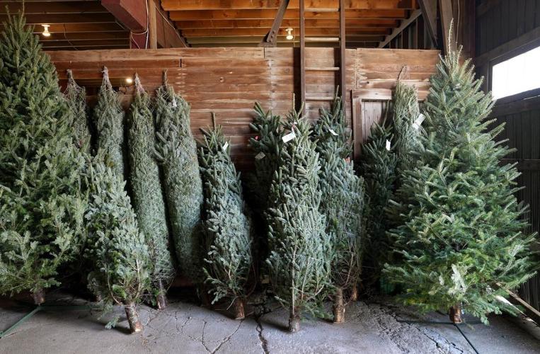 Get’em while you can: Hamilton Christmas tree hunters scrambling amid ...
