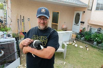 Grande Prairie guinea pigs find sanctuary thanks to local man