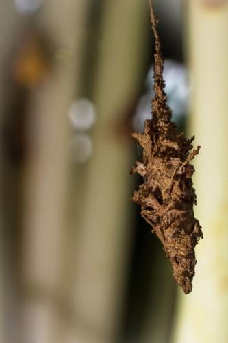 Here’s what to do if you find bagworms in Hamilton
