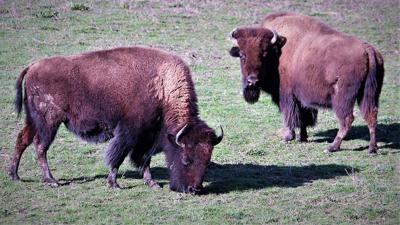 Wood bison populations fluctuate wildly over half-decade