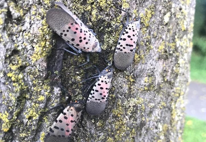 Niagara growers on higher alert for spotted lanternfly, detected this ...