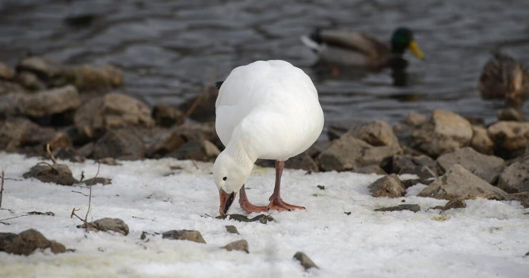Have a gander at a snow goose