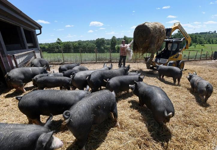 Snapshot of farm life: Amid rapidly disappearing farmland one Hamilton ...