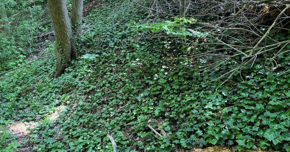 HCA urges gardeners to remove invasive ground-cover plants