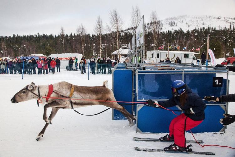 Traditional reindeer racing is delighting spectators in frigid Finland