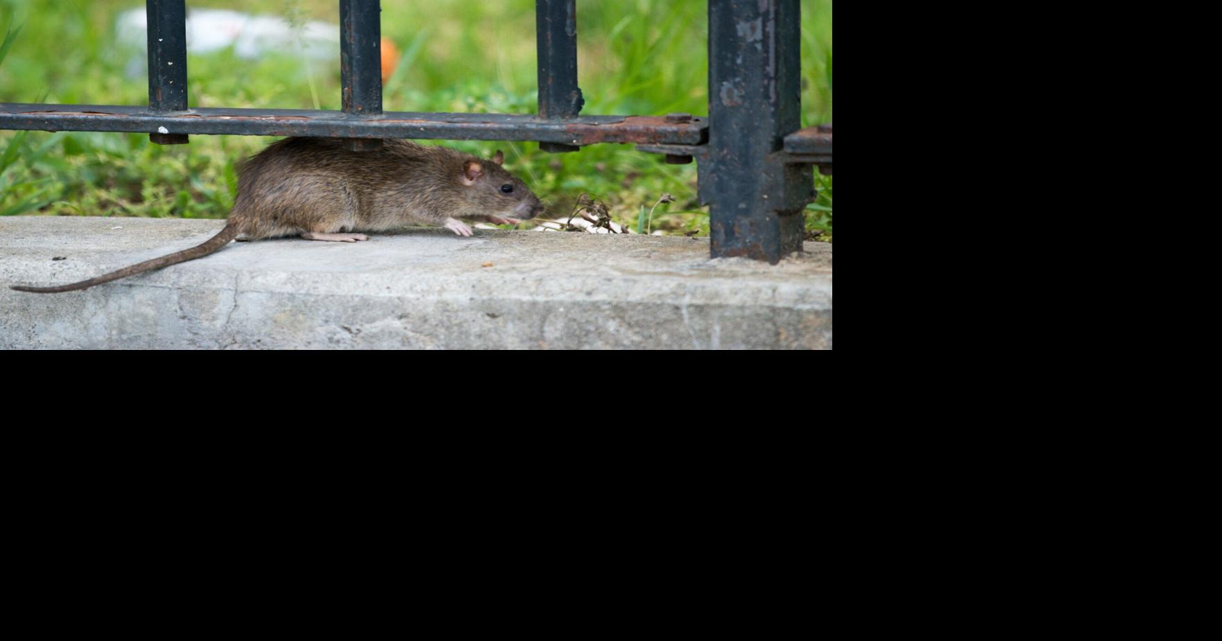 Could LRT work spur rat issues in city?