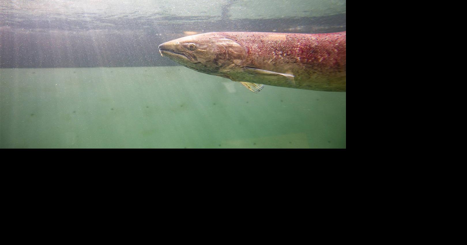 Getting below the surface on the Whitehorse Fish Ladder salmon numbers