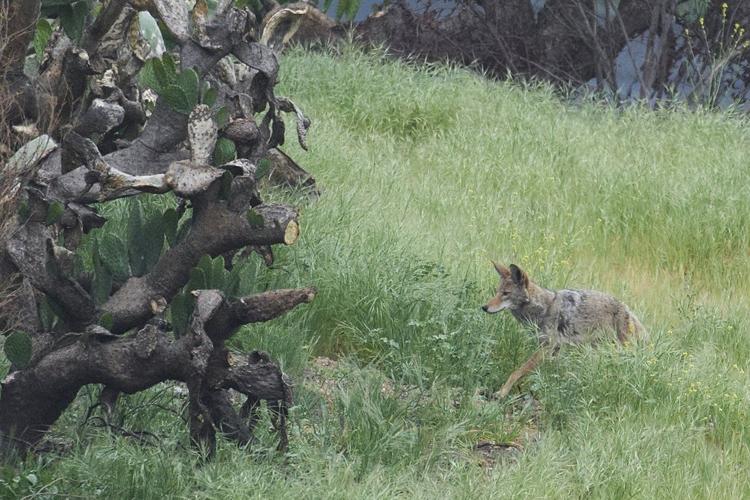 Left alone by humans, wildlife returns to the Eaton Fire burn area