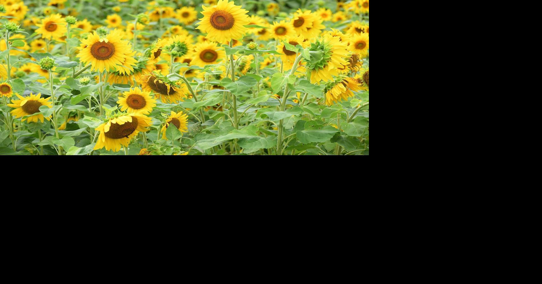 Aug. 7: Free flowers an uplifting sight and other letters