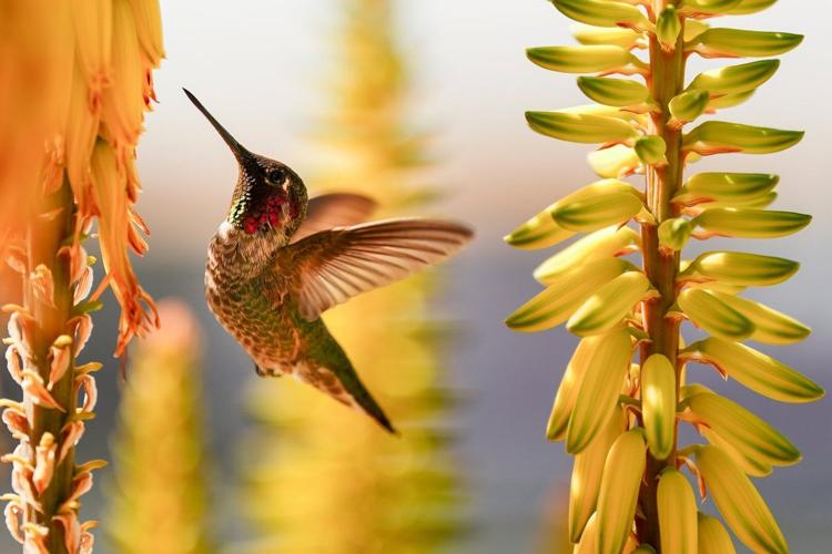 See stunning photos of animals and nature captured by AP ...