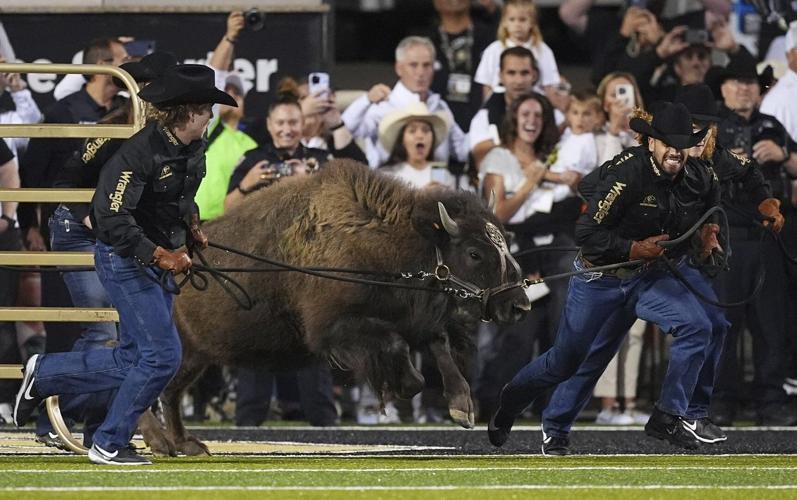 Colorado's live mascot Ralphie VII makes her debut at Folsom Field in ...
