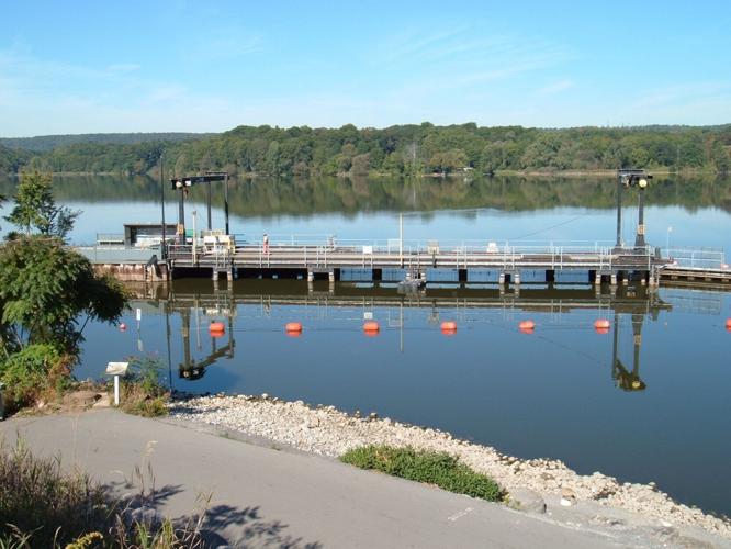 Saving Paradise: the long road to rehabilitate Cootes