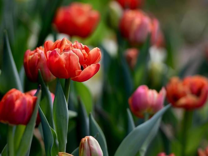 Spring Tide Bulb Show at Gage Park welcomes the season