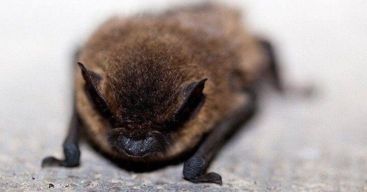 Rabid bat found in Haldimand; multiple residents in hospital