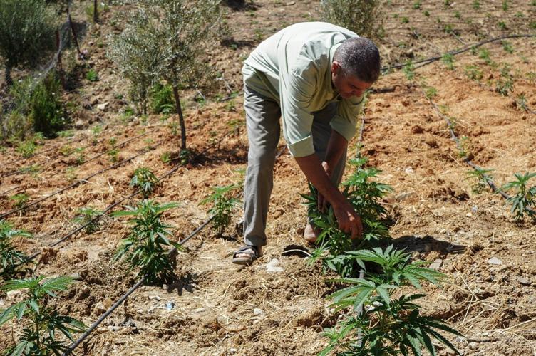 Morocco aims to boost legal cannabis farming and tap a global boom
