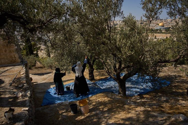 Photos show monks and nuns harvesting olives on the Holy Land’s Mount ...