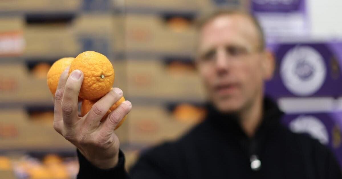 The art of picking the right box of holiday clementines