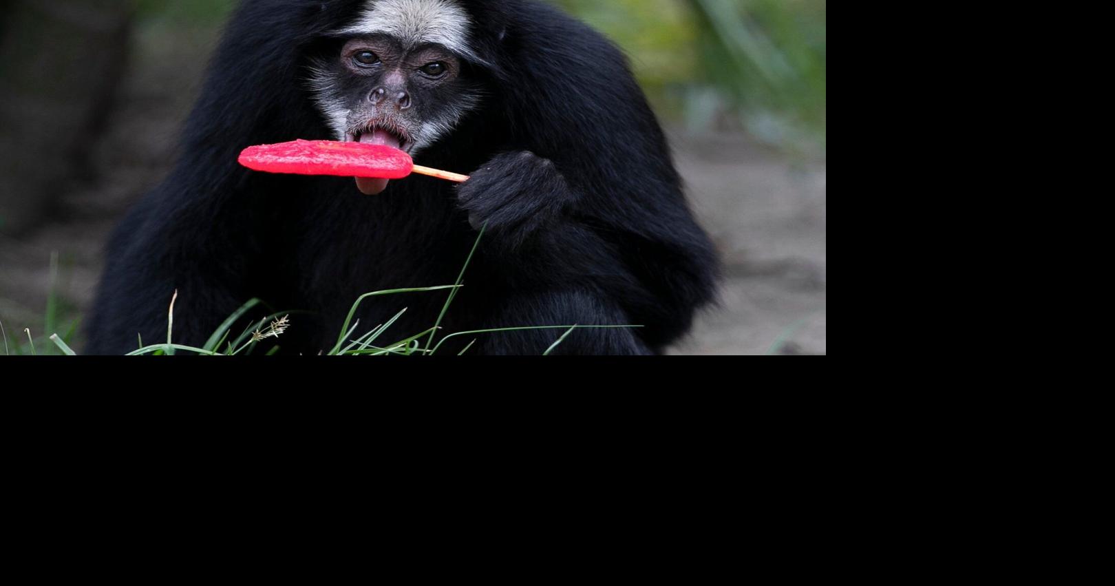 Rio de Janeiro zoo animals are treated to popsicles as the city faces ...
