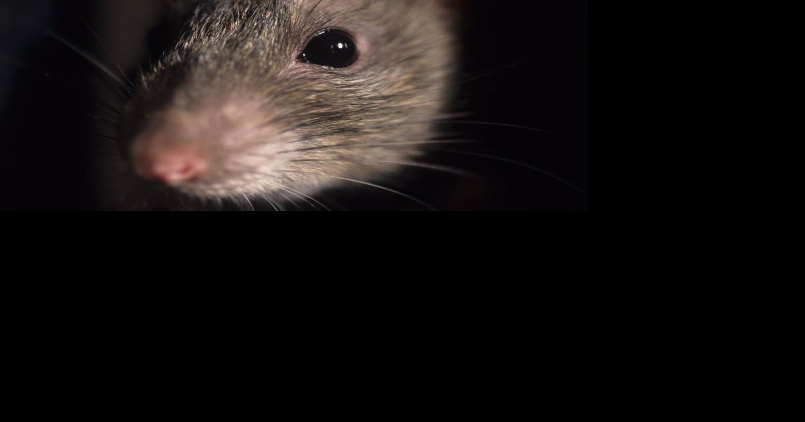 Gore Park has a rat problem, says Hamilton councillor