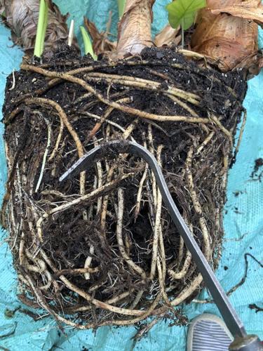An experiment in pruning those cramped elephant ears