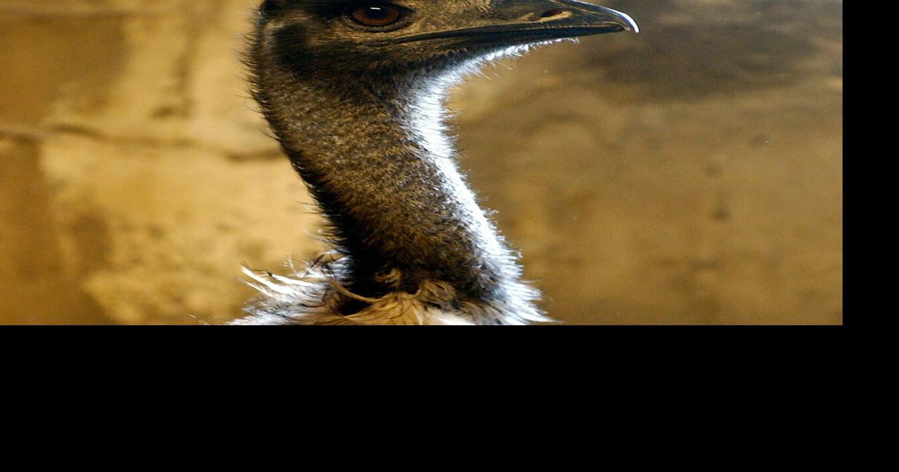 Intruders kill emu in Haldimand County