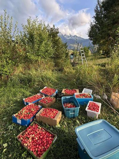 Pemberton’s Fruit Tree Project turns backyard bounty into community ...